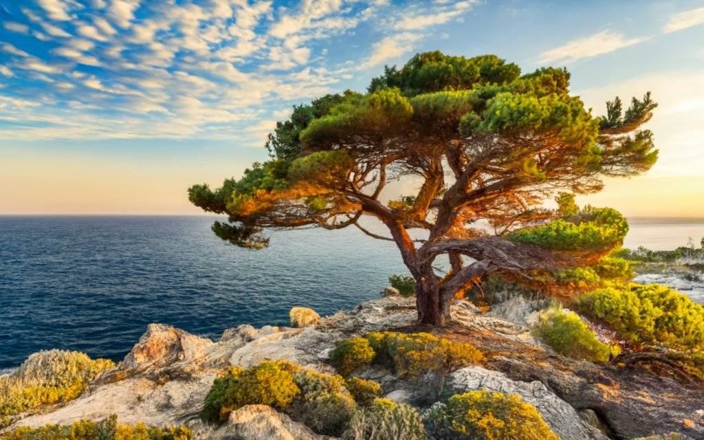 Pine bark extract (comes from French maritime pine tree) — spurce of ...