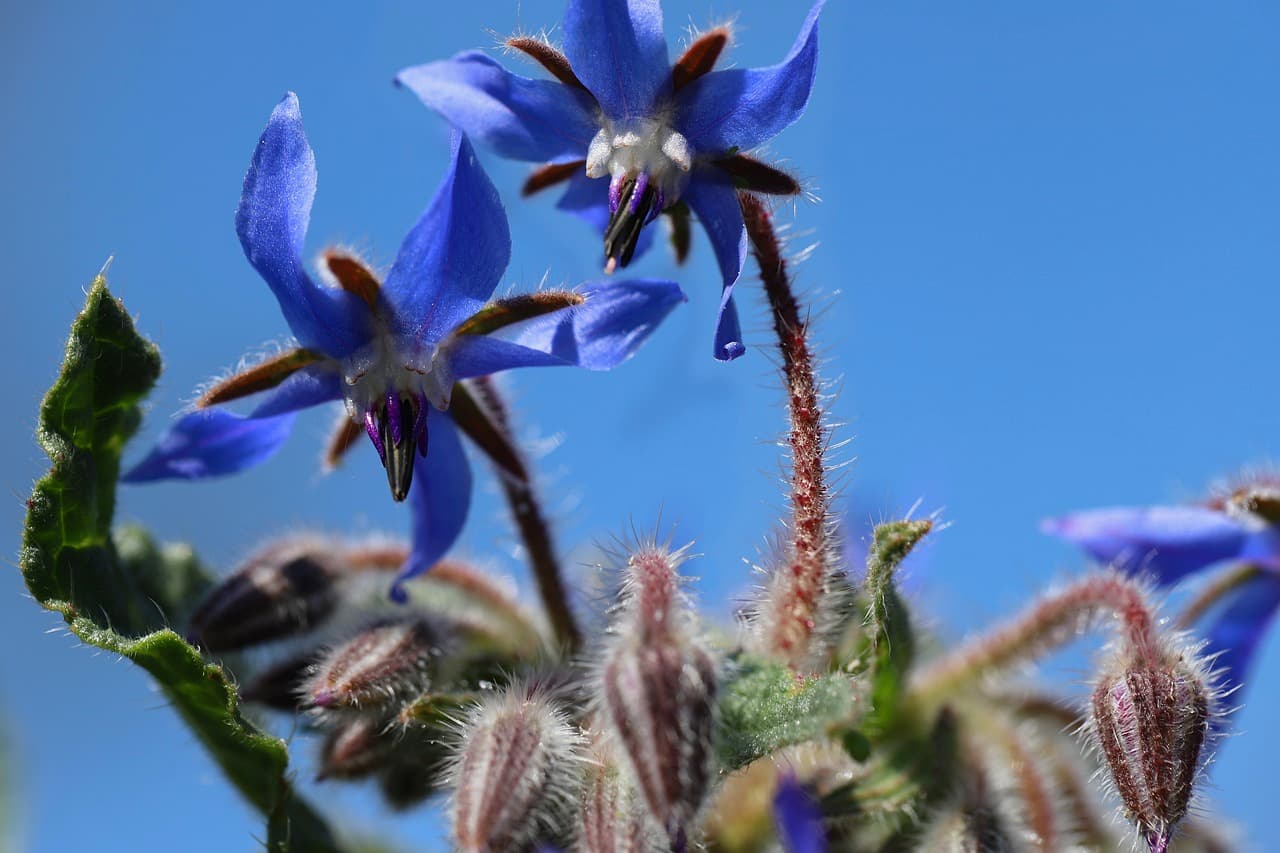 Borage: A Nutritional Herb for Your Health and Garden – Health and ...