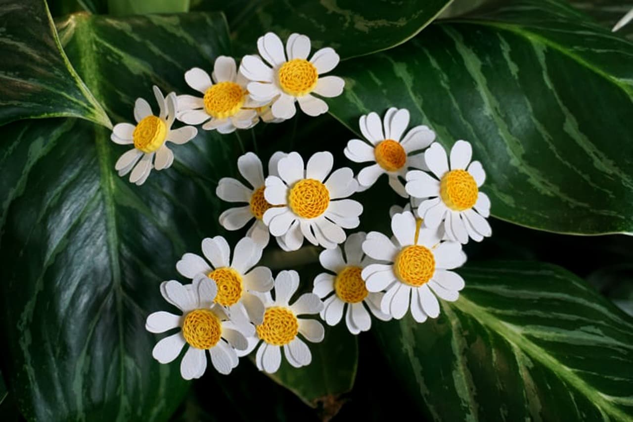 Feverfew: Unveiling Its Health Benefits, Uses, and Delectable Recipes ...