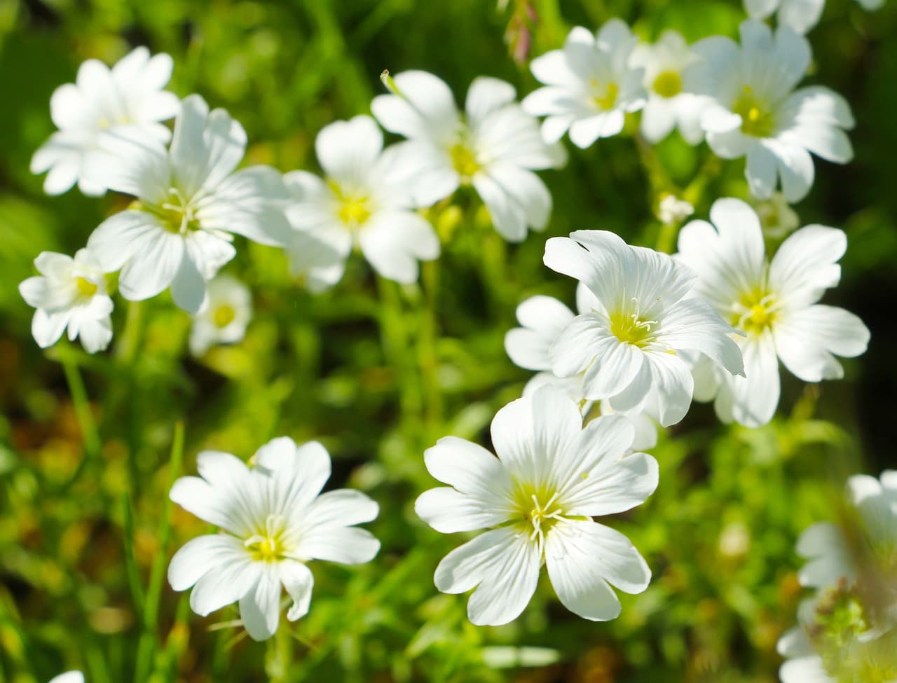 Chickweed: Traditional Uses, Health Benefits & How to Use It