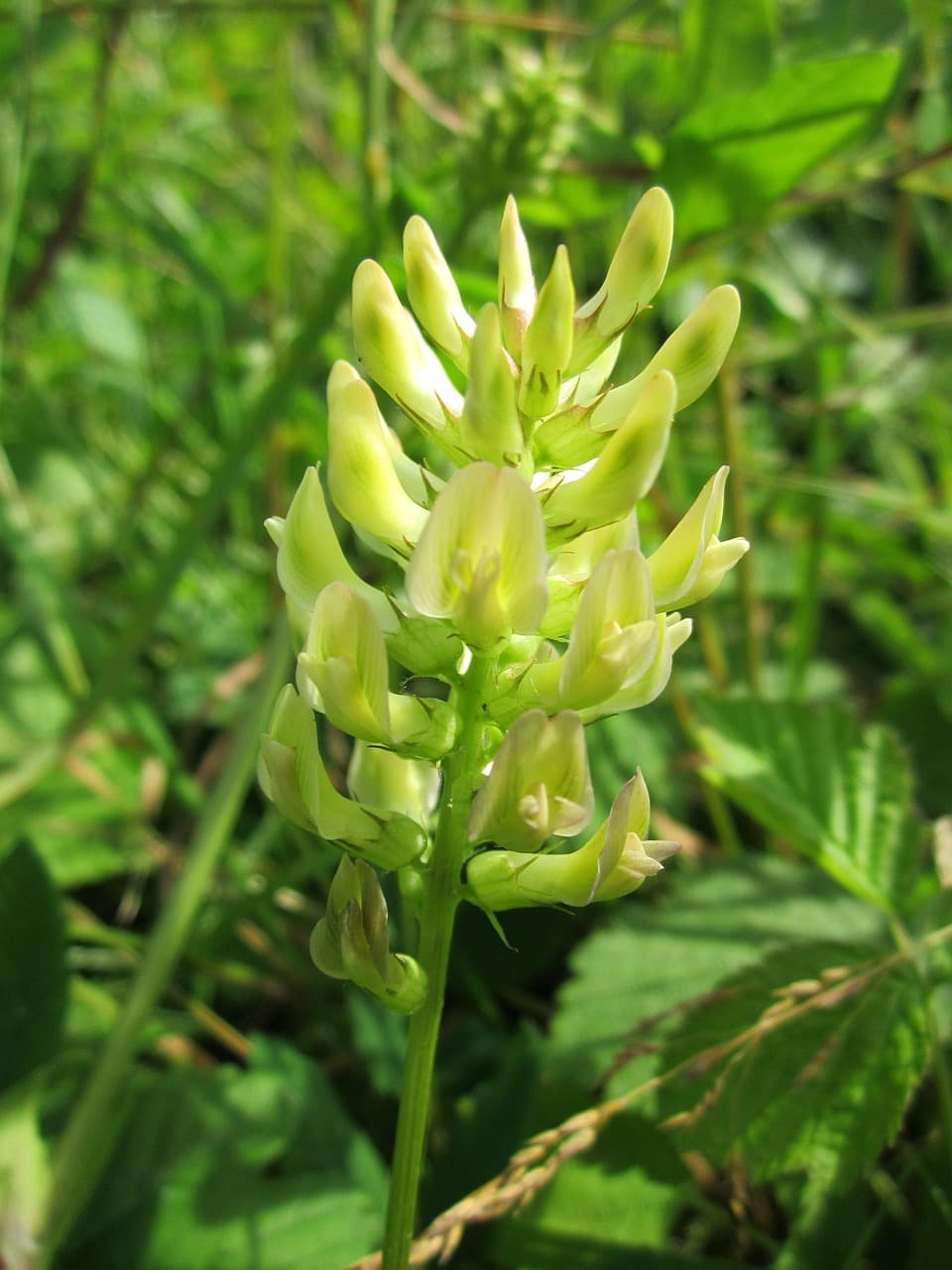 Exploring the Benefits of Astragalus Membranaceus: A Guide to Health ...