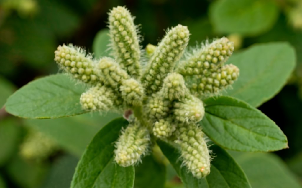 Ditch the Stress, Find Zen: Buchu, Your Natural De-Stressor & Calming ...