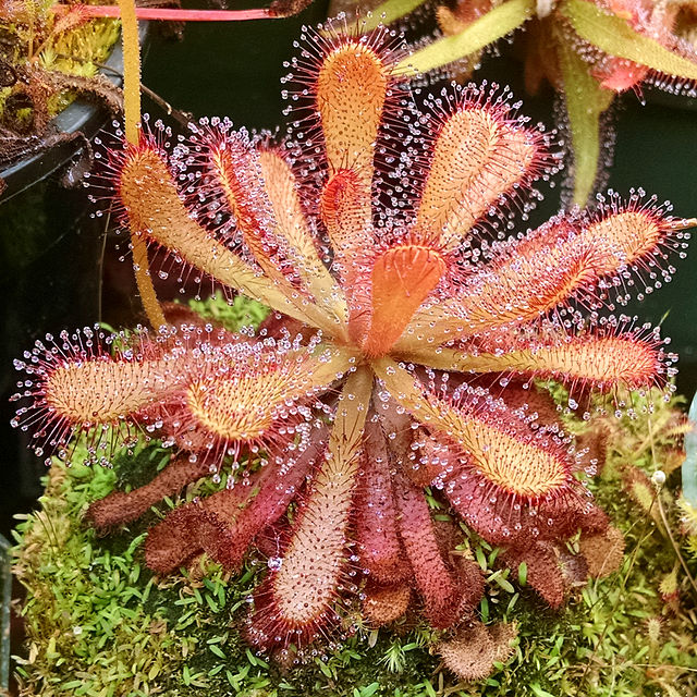 Drosera (Sundew) in Homeopathy: Uses, Care, and Side Effects