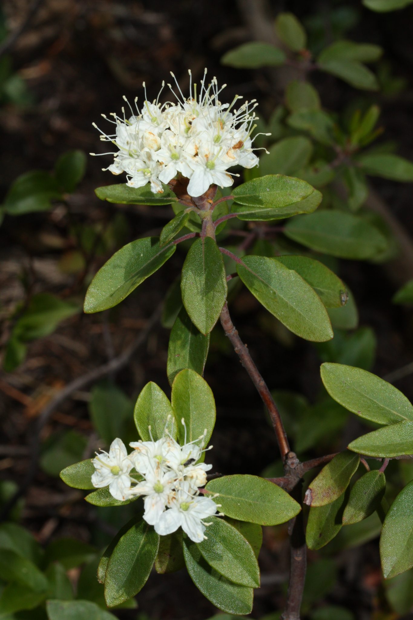 Exploring Ledum: Homeopathic Uses, Essential Oil Benefits, and More