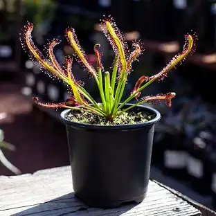 Drosera (Sundew) in Homeopathy: Uses, Care, and Side Effects