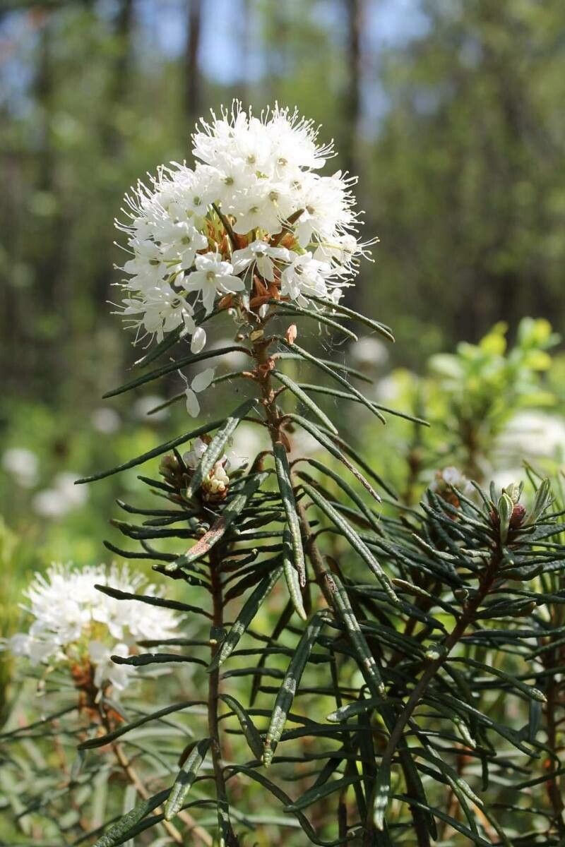 Exploring Ledum: Homeopathic Uses, Essential Oil Benefits, and More