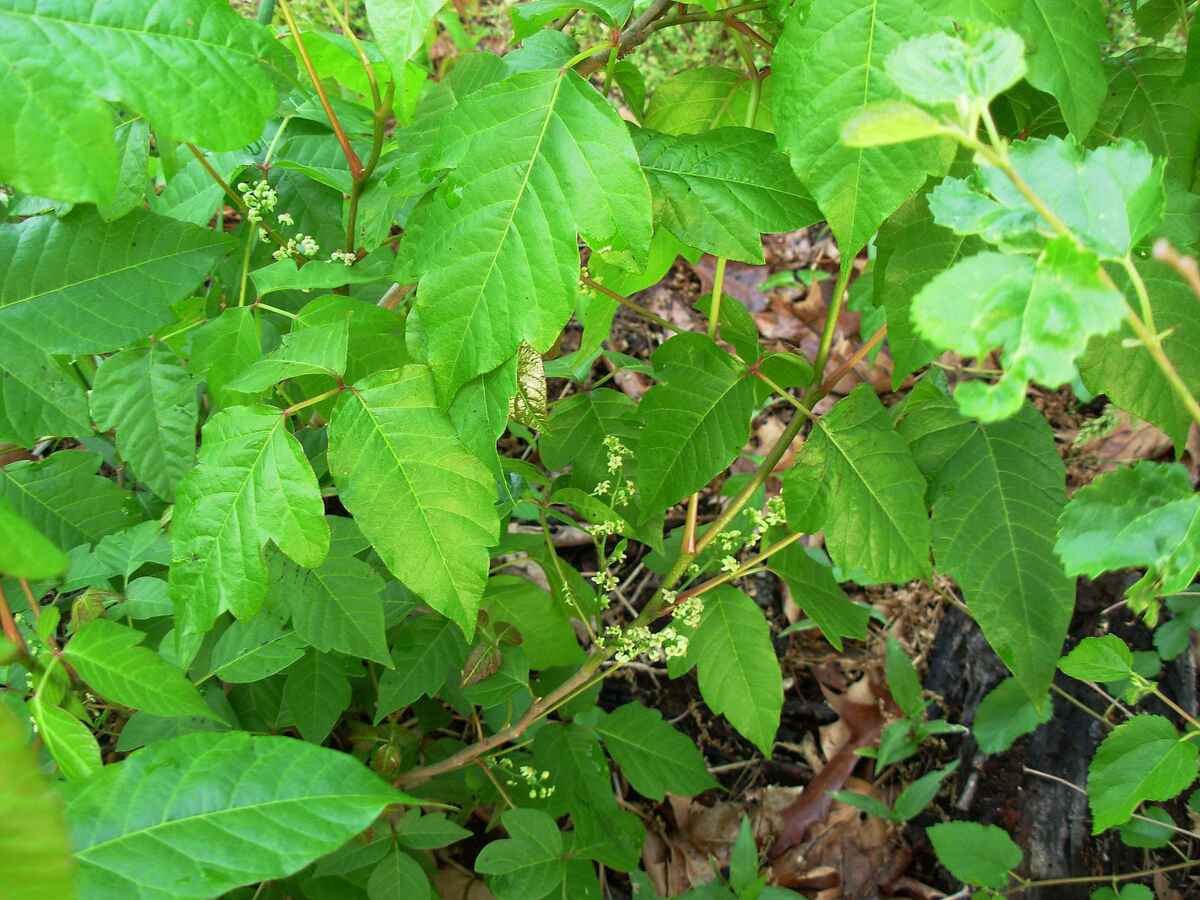 Rhus Toxicodendron: Benefits, Uses, and Dosage in Homeopathy