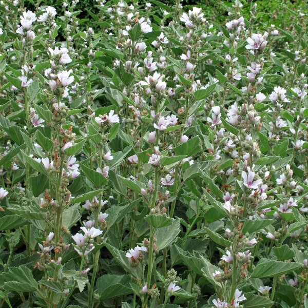 Marshmallow (Althaea officinalis): Uses, Benefits, and Precautions ...