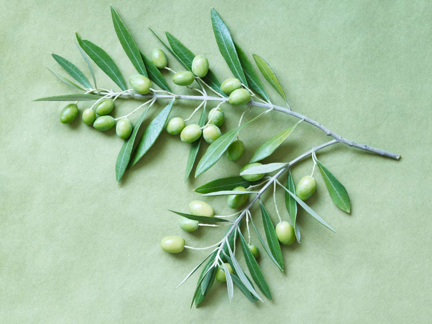 Understanding the Medicinal Uses of Olive (Olea europaea) – Health and ...