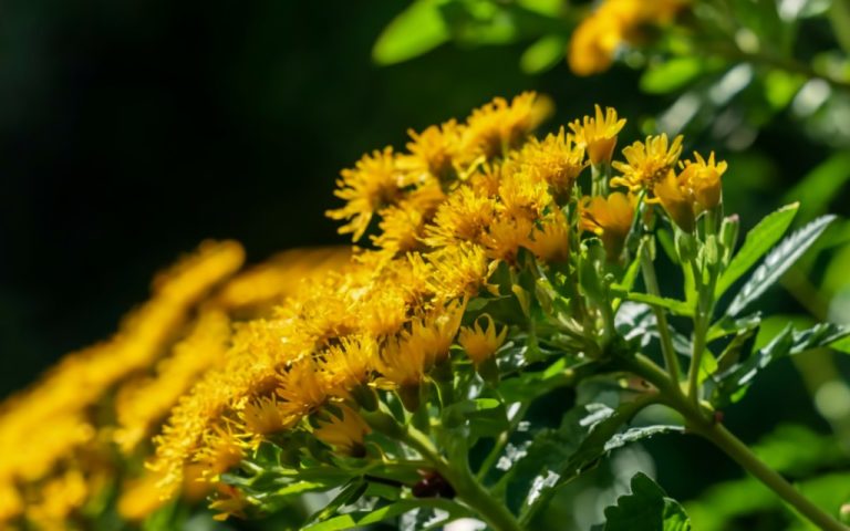 Rhodiola Rosea 10 Benefits for Weight Loss, Hormonal Balance, and Side ...