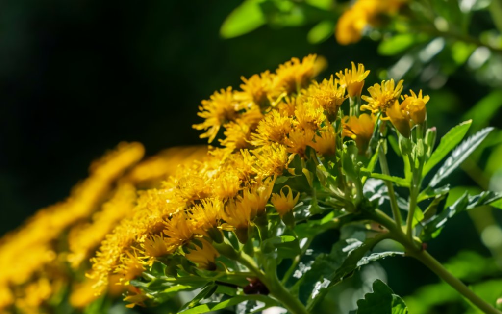 Rhodiola Rosea 10 Benefits for Weight Loss, Hormonal Balance, and Side ...