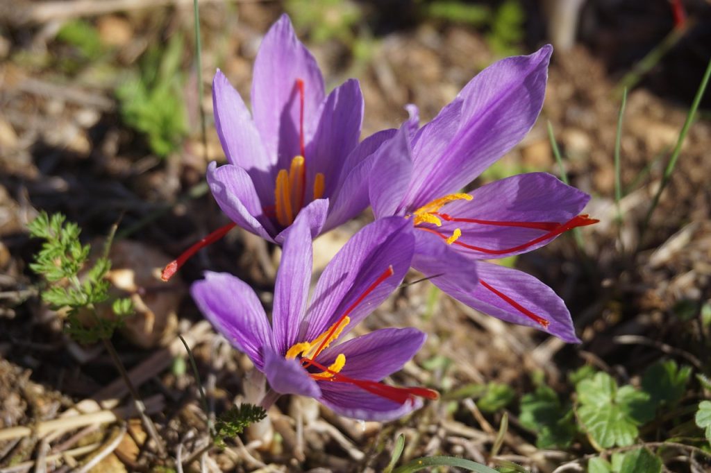 Saffron: Uses, Dosage, Benefits & Side Effects – A Full Guide